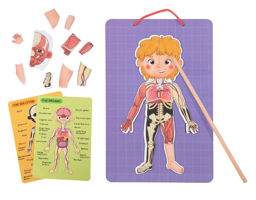 Tooky Toy - Magnetic Body Chart - Wooden World